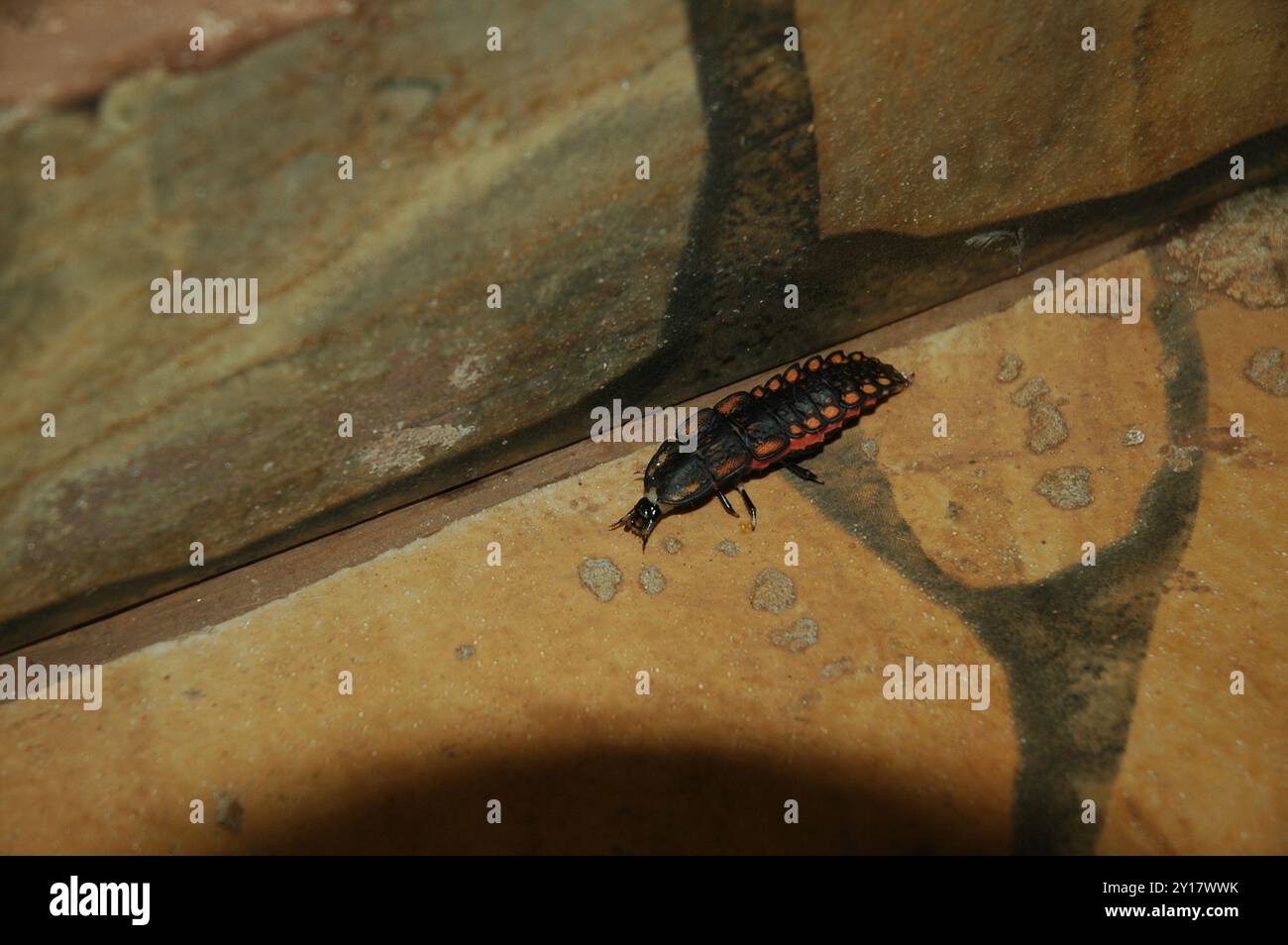 Fireflies (Lampyridae) Insecta Stock Photo - Alamy