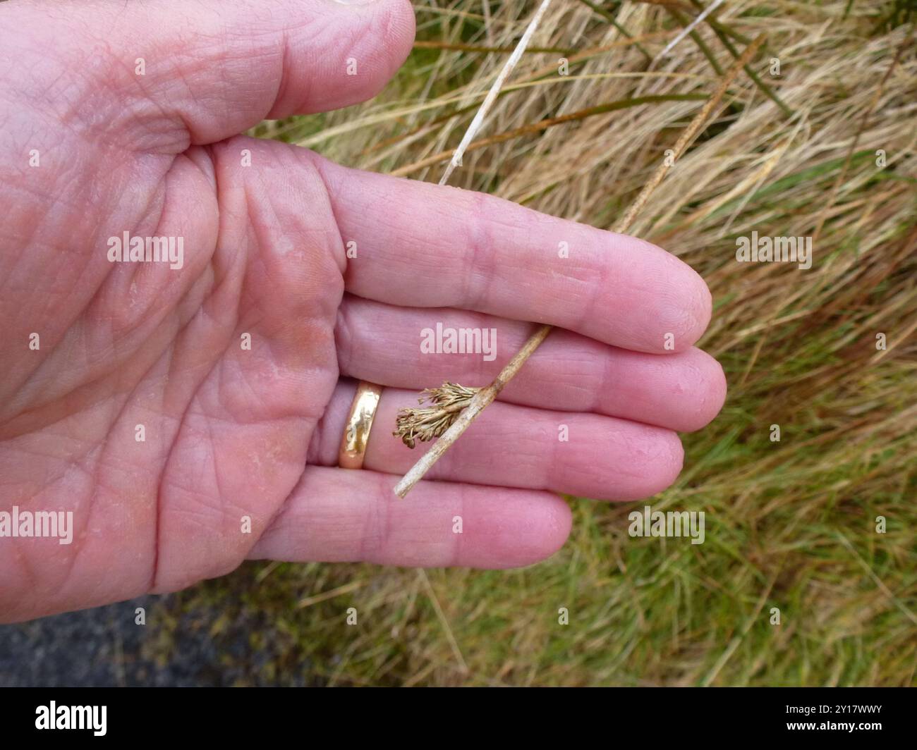 grasses, sedges, cattails, and allies (Poales) Plantae Stock Photo - Alamy