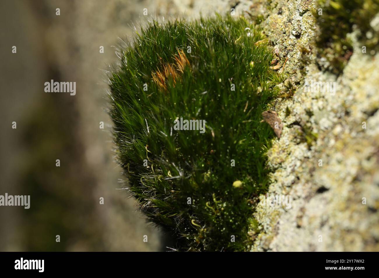 Heath Star-moss (Campylopus introflexus) Plantae Stock Photo - Alamy