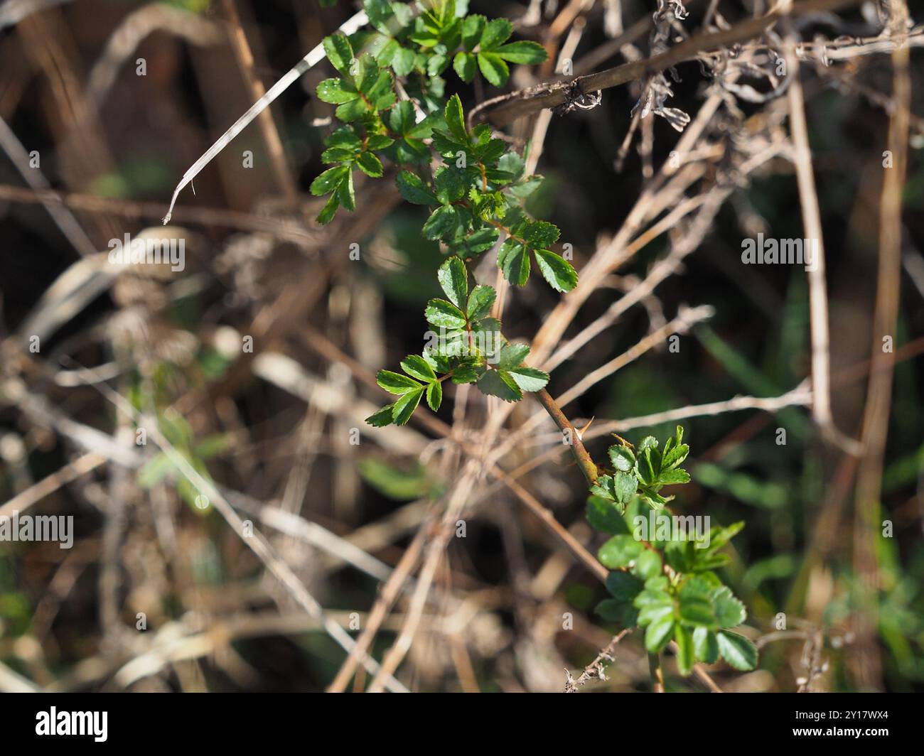 multiflora rose (Rosa multiflora) Plantae Stock Photo - Alamy