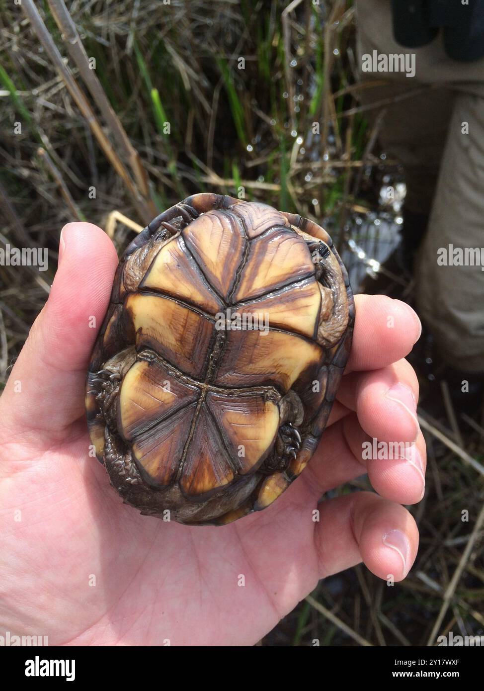 Southeastern Mud Turtle (Kinosternon subrubrum subrubrum) Reptilia Stock Photo - Alamy