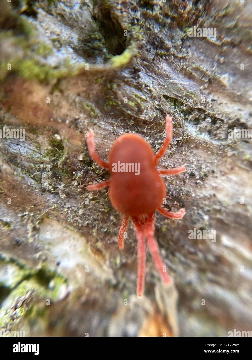 Sumo Mites (Allothrombium) Arachnida Stock Photo - Alamy