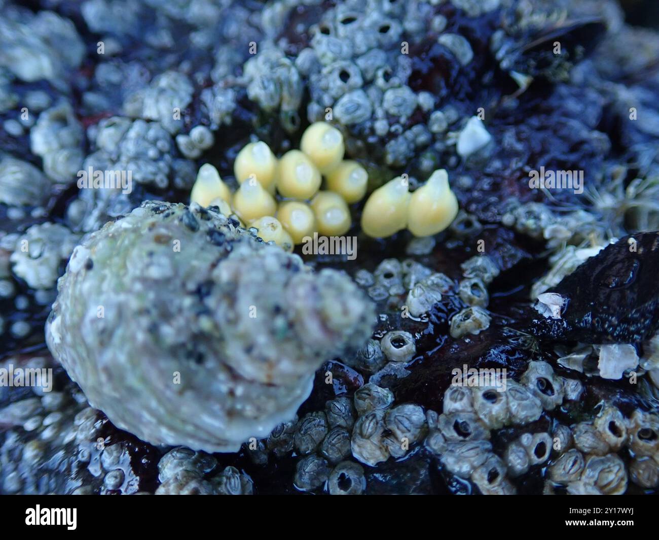 Striped Dogwinkle (Nucella ostrina) Mollusca Stock Photo - Alamy