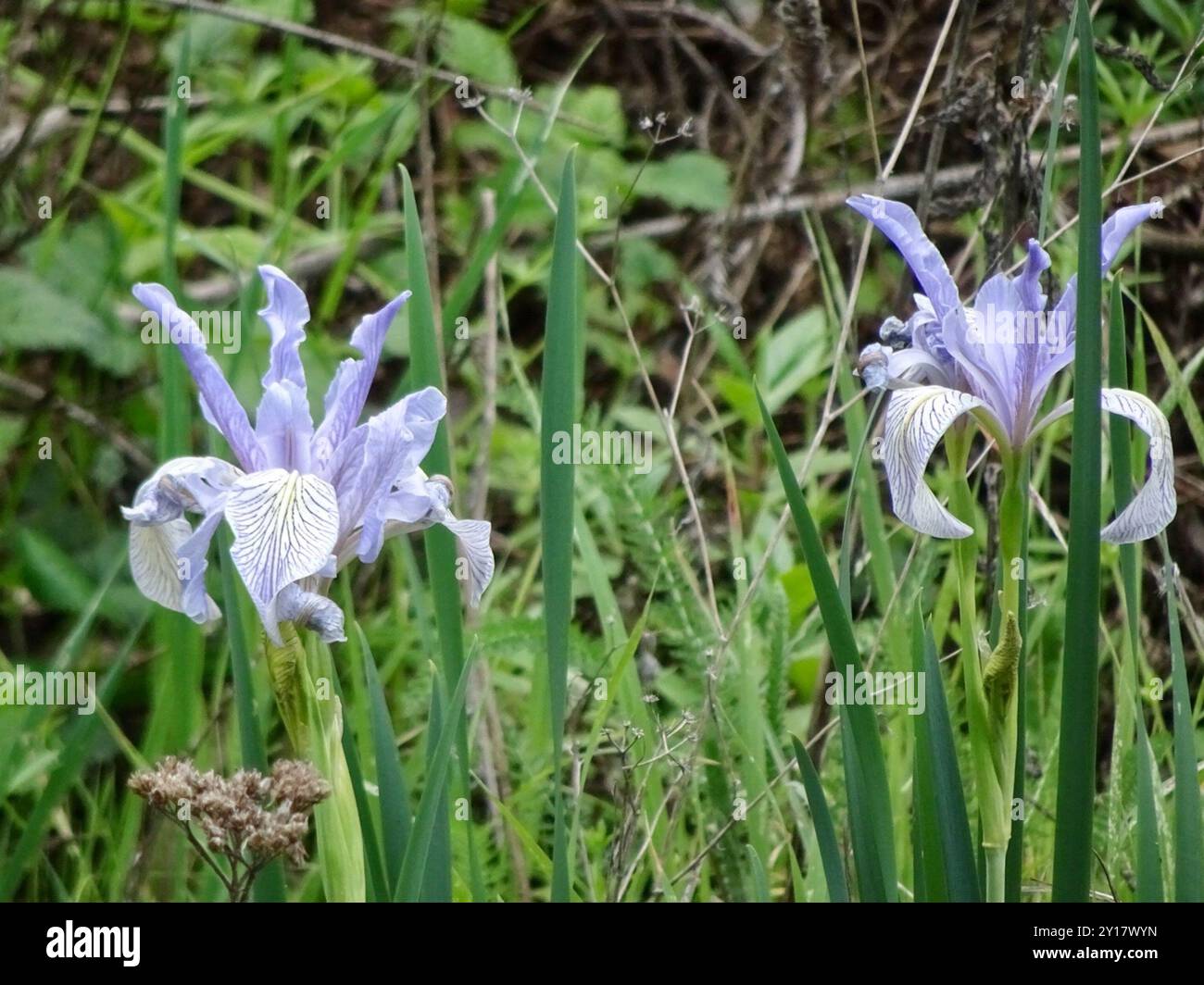 Central Coast iris (Iris longipetala) Plantae Stock Photo - Alamy