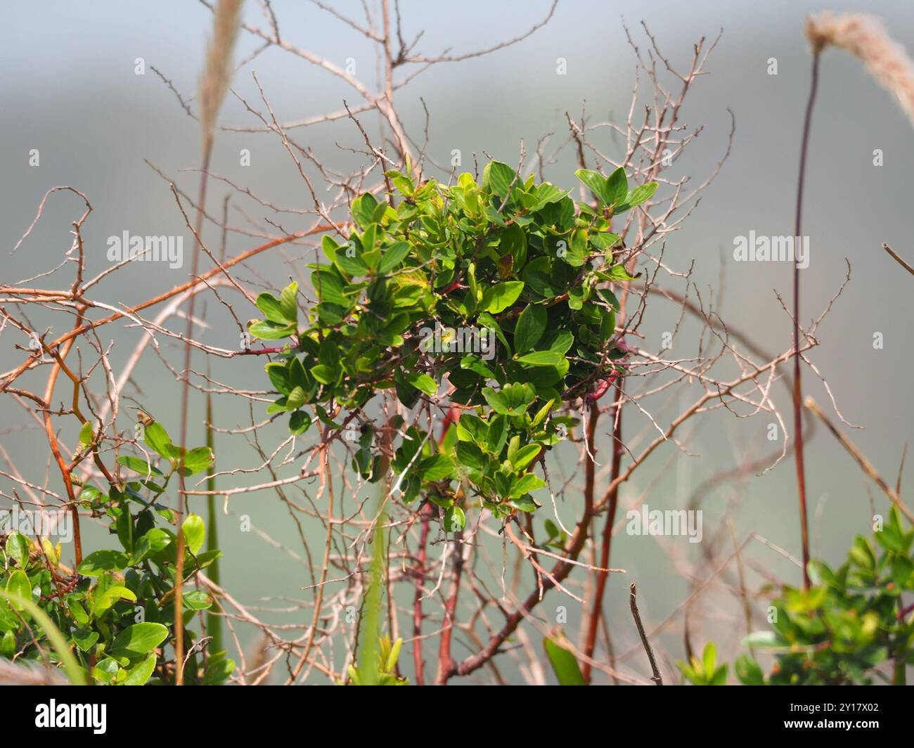 Lineate Supplejack (Berchemia lineata) Plantae Stock Photo - Alamy