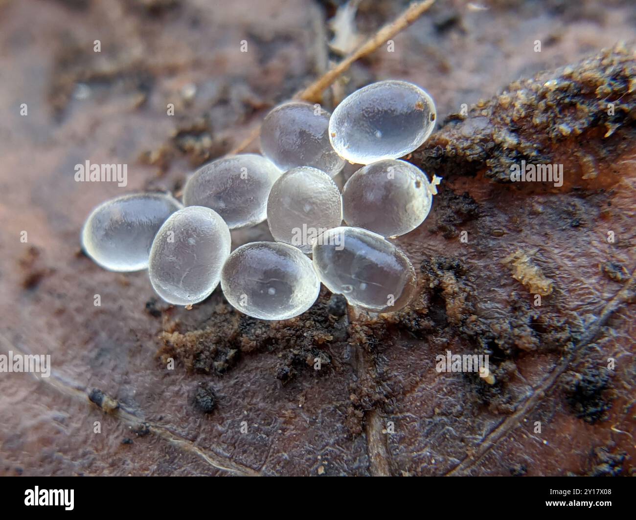 Common Land Snails and Slugs (Stylommatophora) Mollusca Stock Photo - Alamy