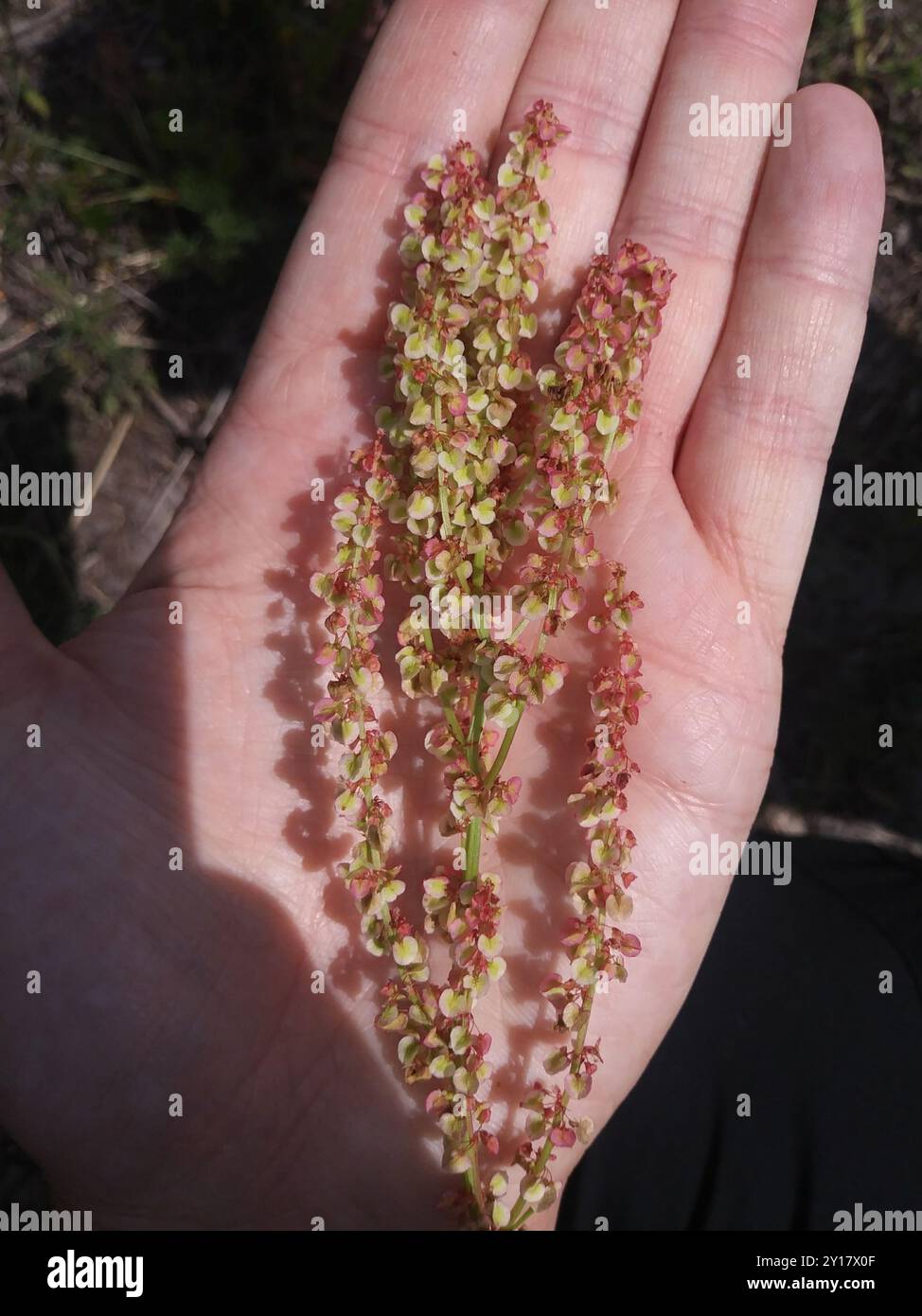 Hastate-leaved dock (Rumex hastatulus) Plantae Stock Photo - Alamy