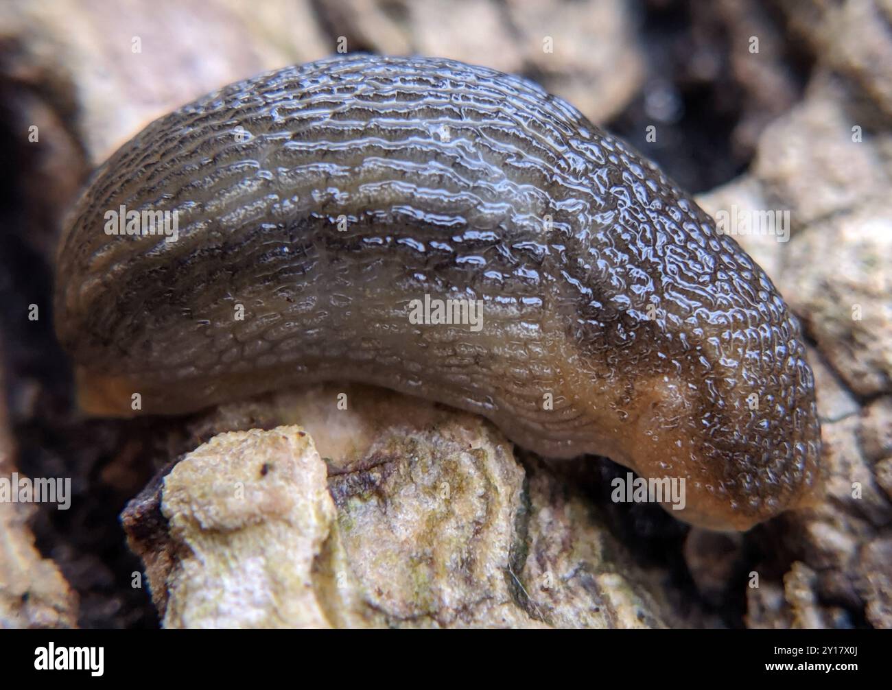 Western Dusky Slug (Arion subfuscus) Mollusca Stock Photo - Alamy