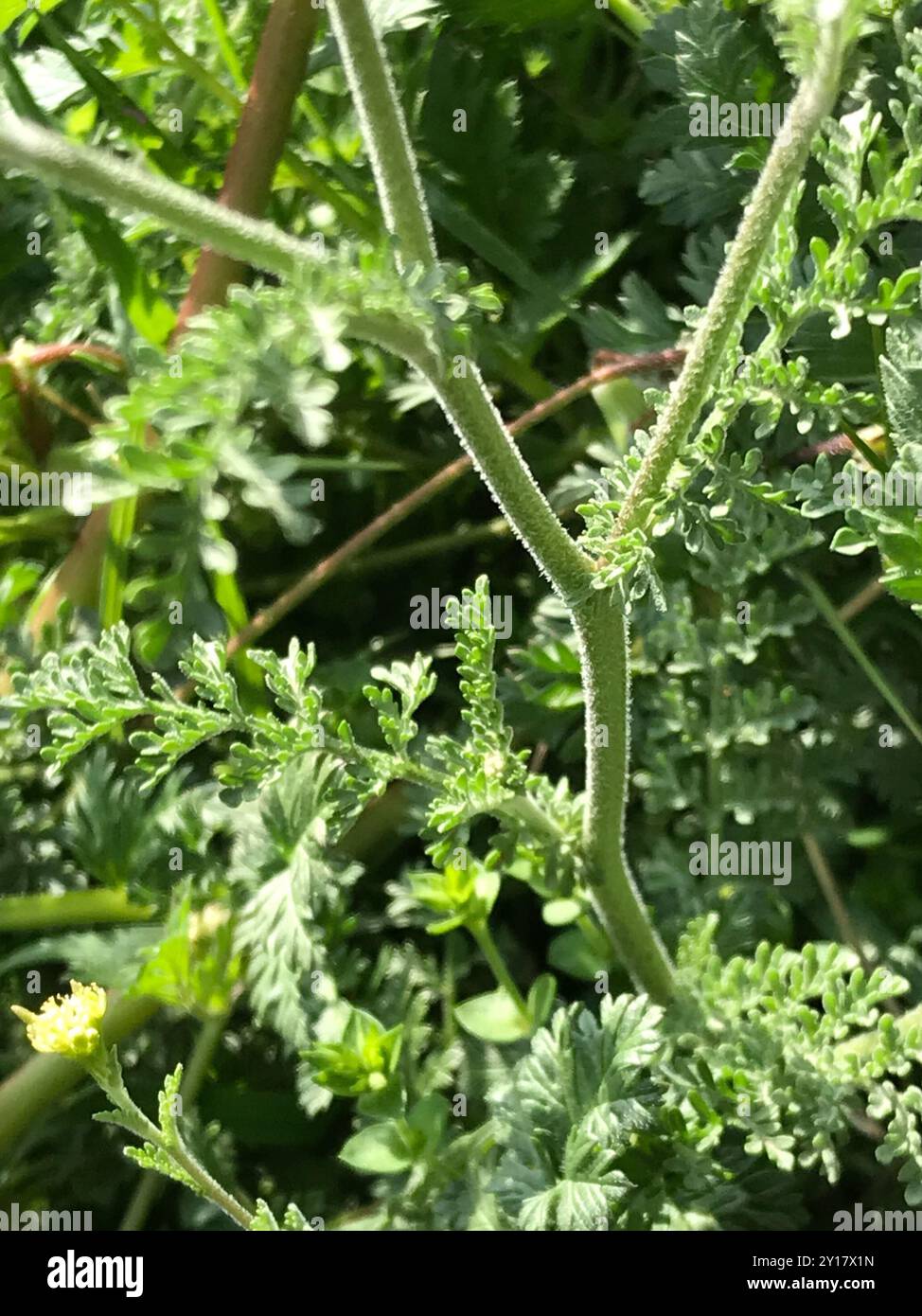Western Tansymustard (Descurainia pinnata) Plantae Stock Photo - Alamy