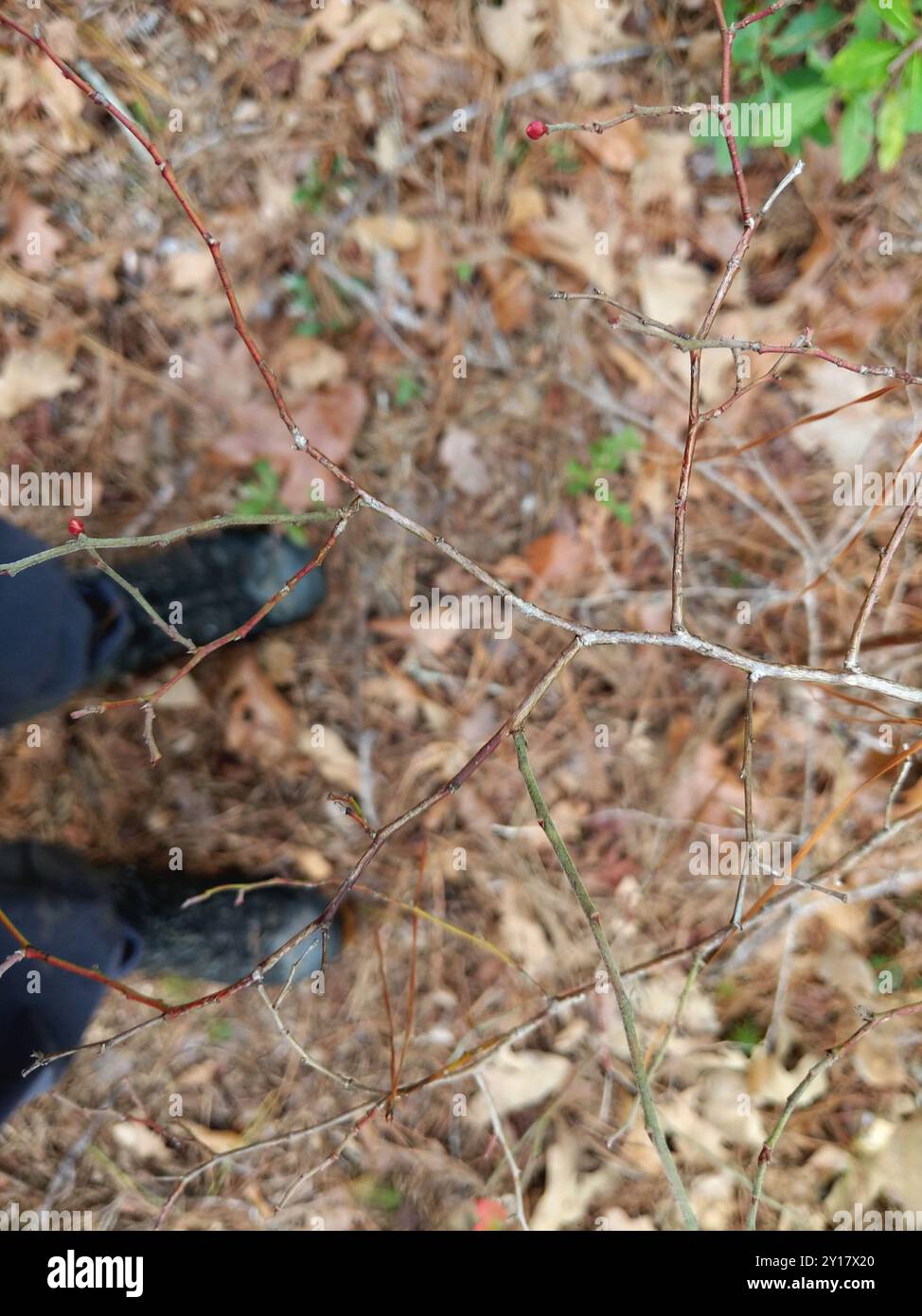 heath family (Ericaceae) Plantae Stock Photo - Alamy
