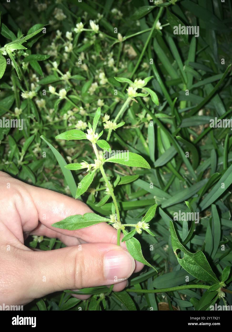 Smooth Joyweed (Alternanthera paronychioides) Plantae Stock Photo - Alamy