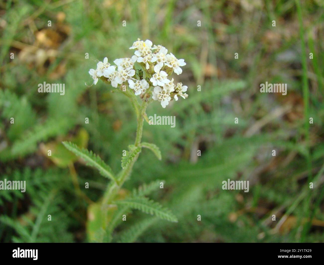 Aphids (Aphididae) Insecta Stock Photo - Alamy
