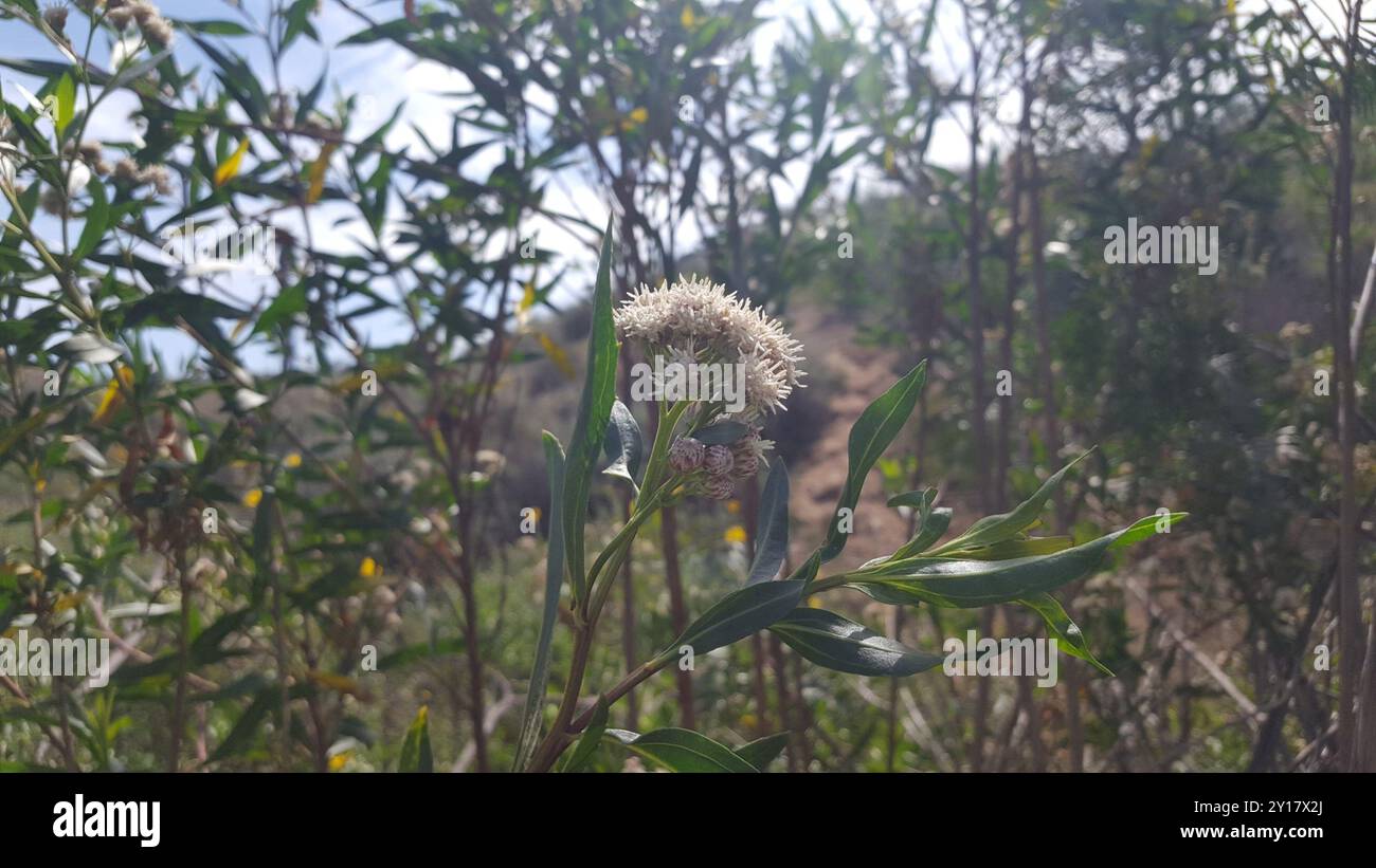 mule fat (Baccharis salicifolia) Plantae Stock Photo - Alamy