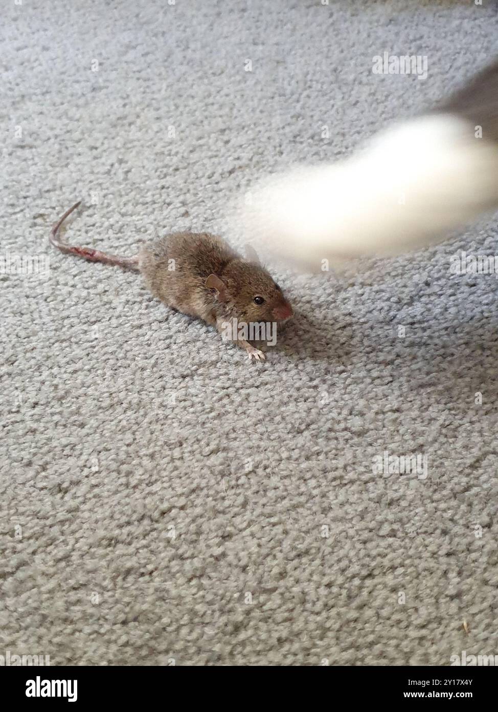 House Mouse (Mus musculus) Mammalia Stock Photo - Alamy