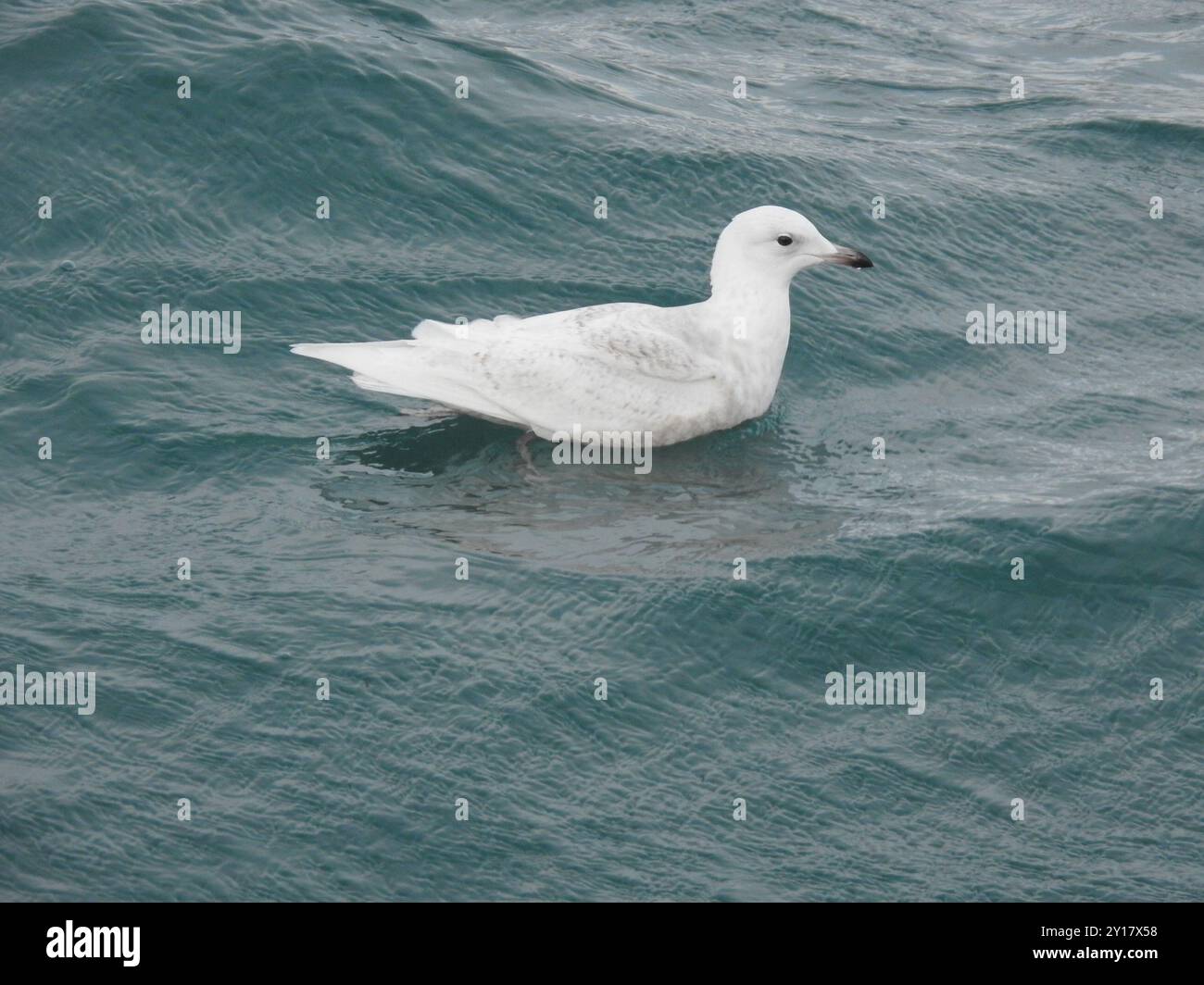 Iceland Gull (Larus glaucoides) Aves Stock Photo - Alamy
