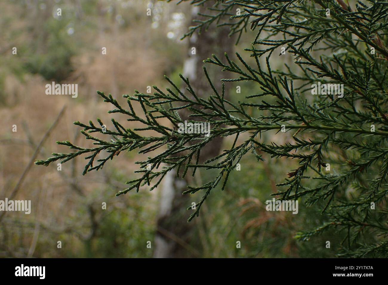 Southern Redcedar (Juniperus virginiana silicicola) Plantae Stock Photo ...