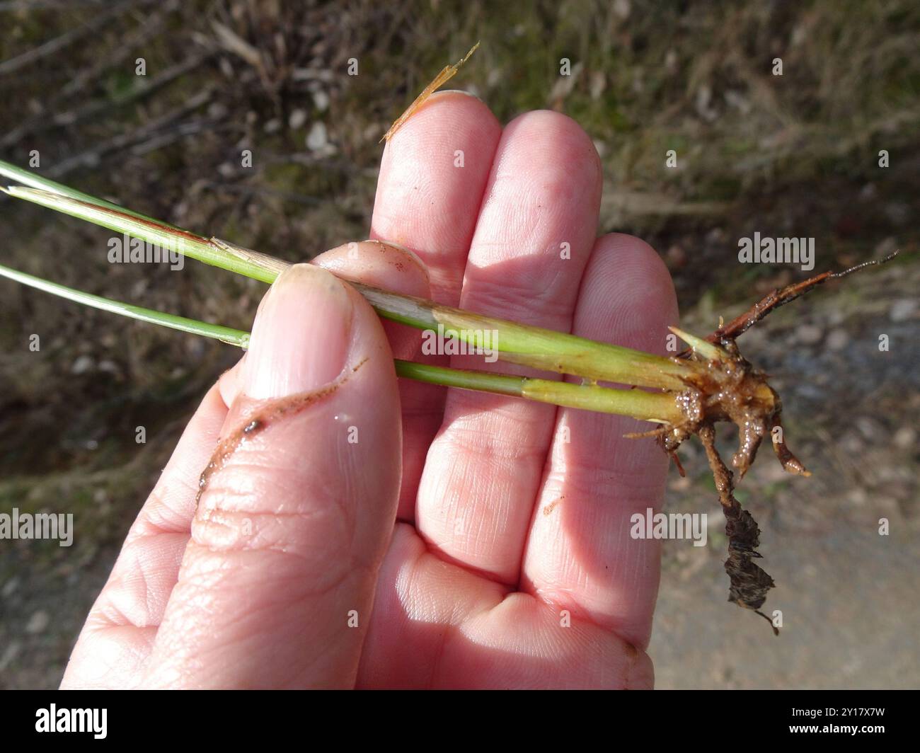 Jointed rush (Juncus articulatus) Plantae Stock Photo - Alamy