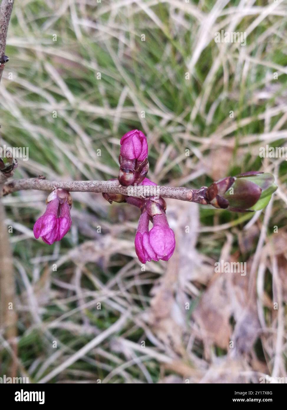Mezereon (Daphne mezereum) Plantae Stock Photo - Alamy