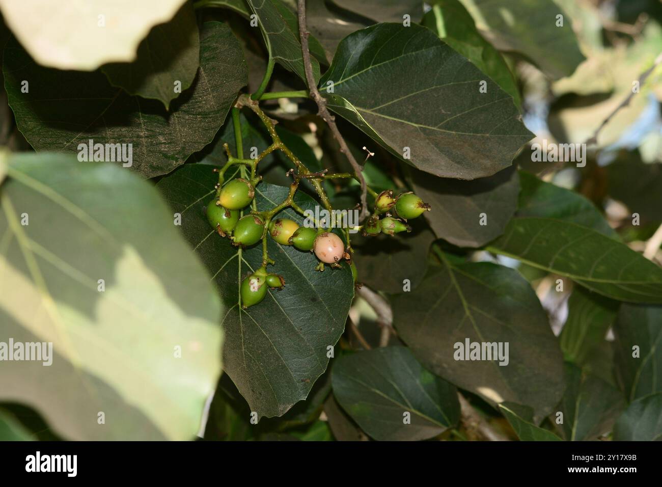 Clammy Cherry (Cordia dichotoma) Plantae Stock Photo - Alamy