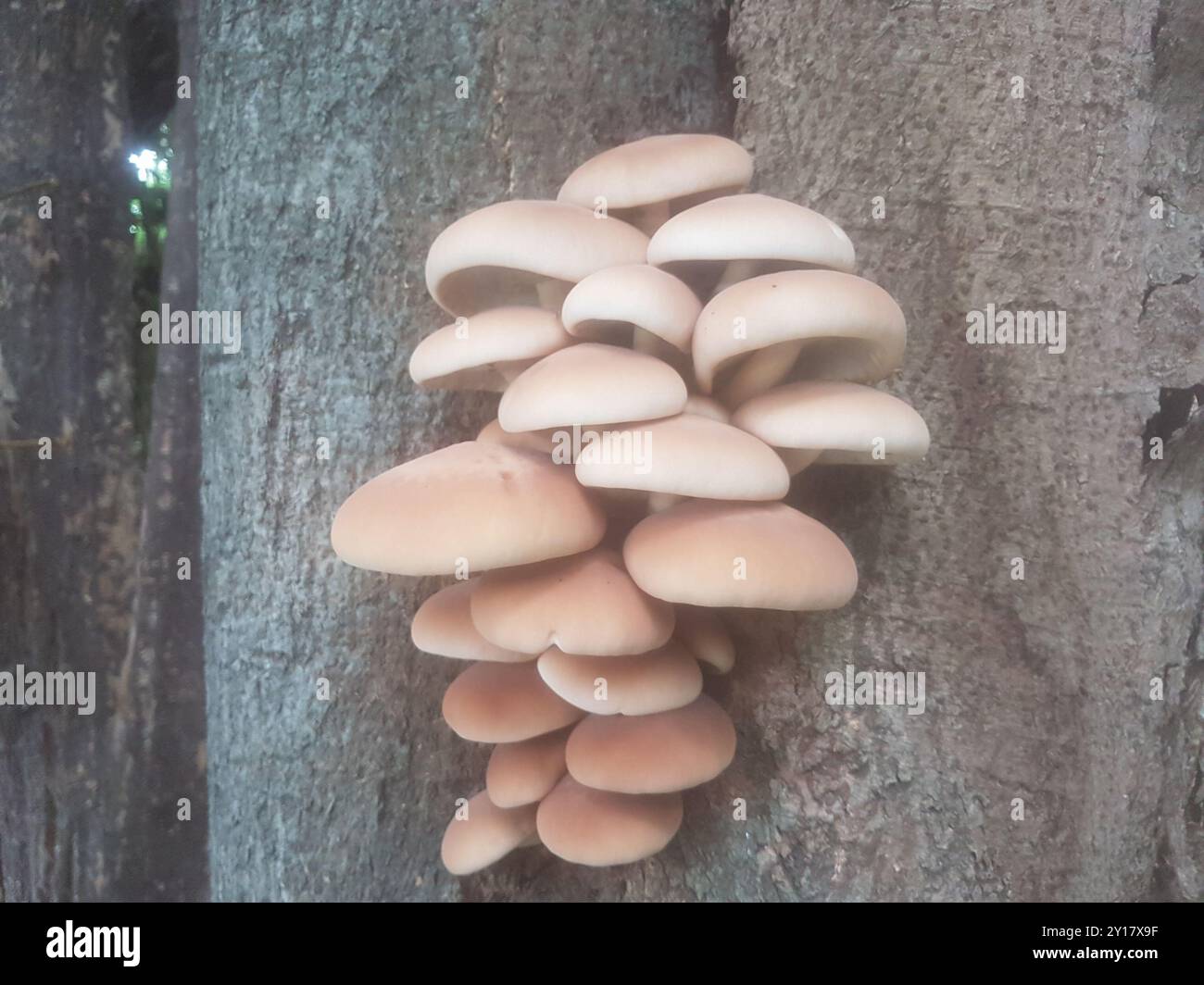 Tawaka (Cyclocybe parasitica) Fungi Stock Photo - Alamy