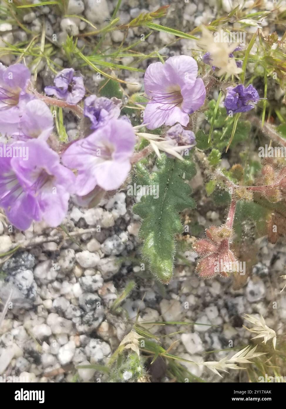 Notch-leaf Scorpionweed (Phacelia crenulata) Plantae Stock Photo - Alamy