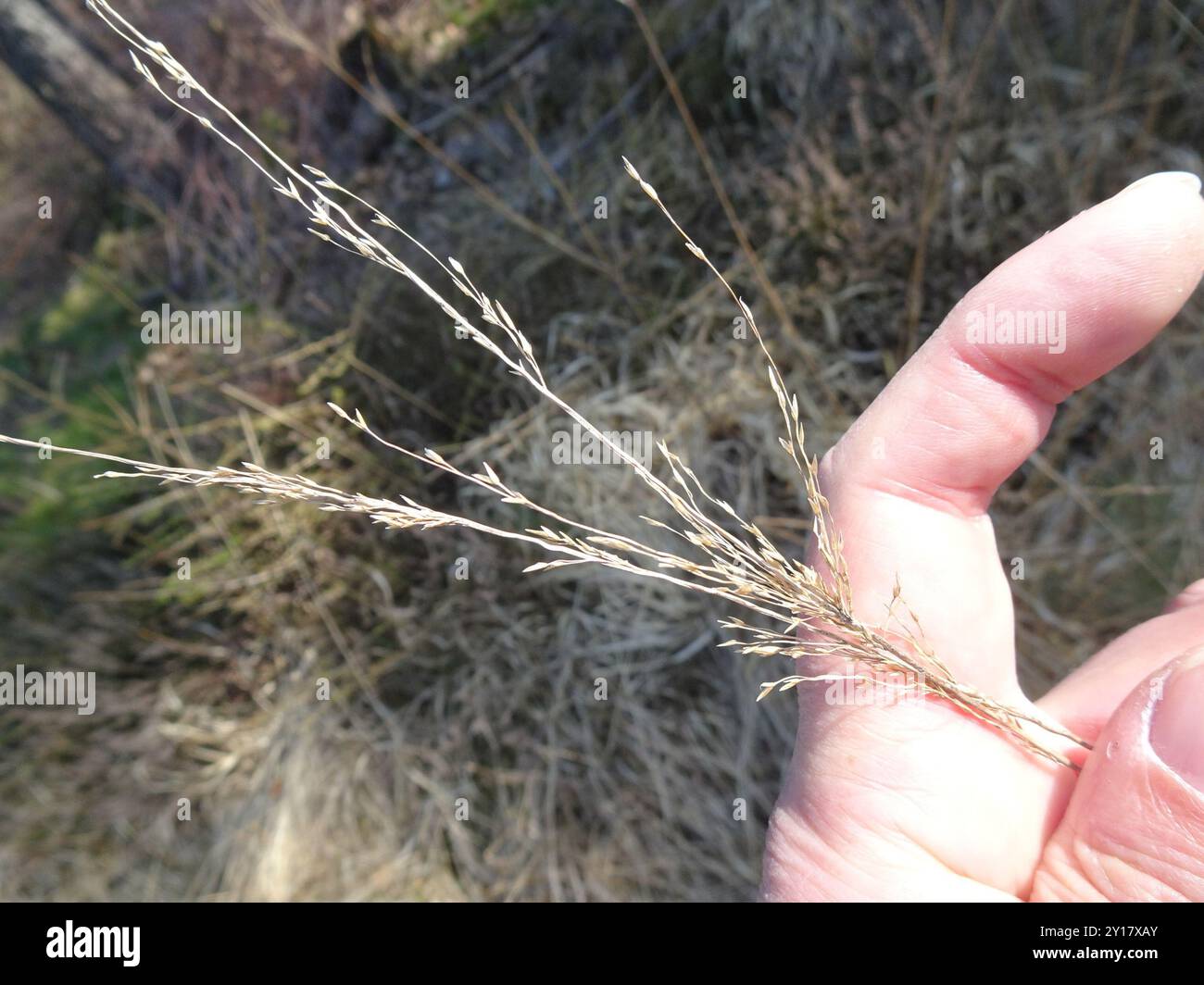 Purple moor grass (Molinia caerulea) Plantae Stock Photo - Alamy