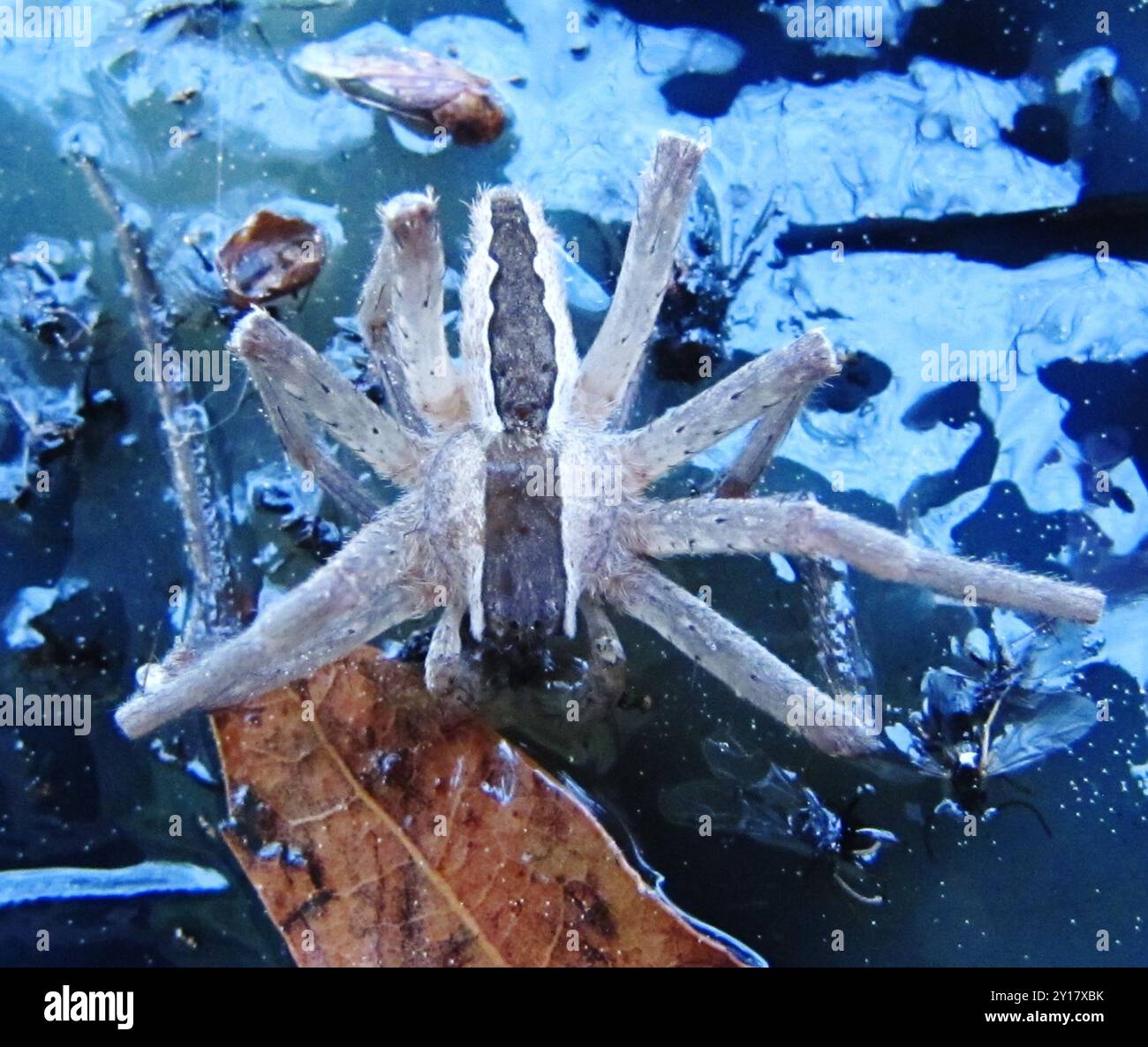 American Nursery Web Spider (Pisaurina mira) Arachnida Stock Photo - Alamy