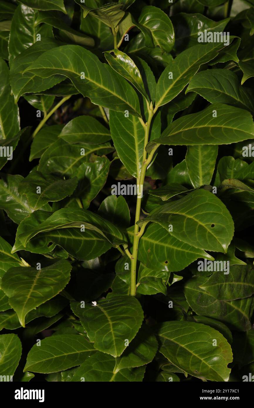 Cherry laurel (Prunus laurocerasus) Plantae Stock Photo - Alamy