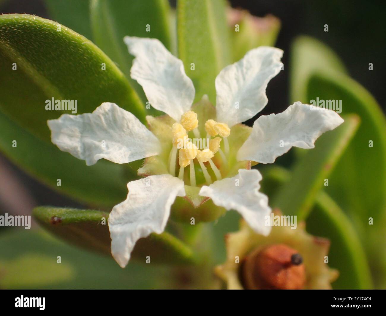 bantigue (Pemphis acidula) Plantae Stock Photo - Alamy