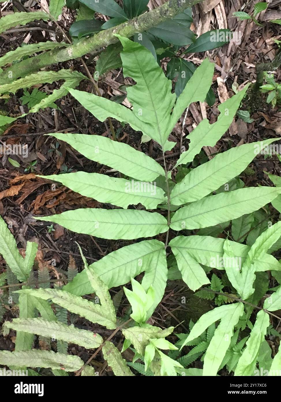 incised halberd fern (Tectaria incisa) Plantae Stock Photo - Alamy