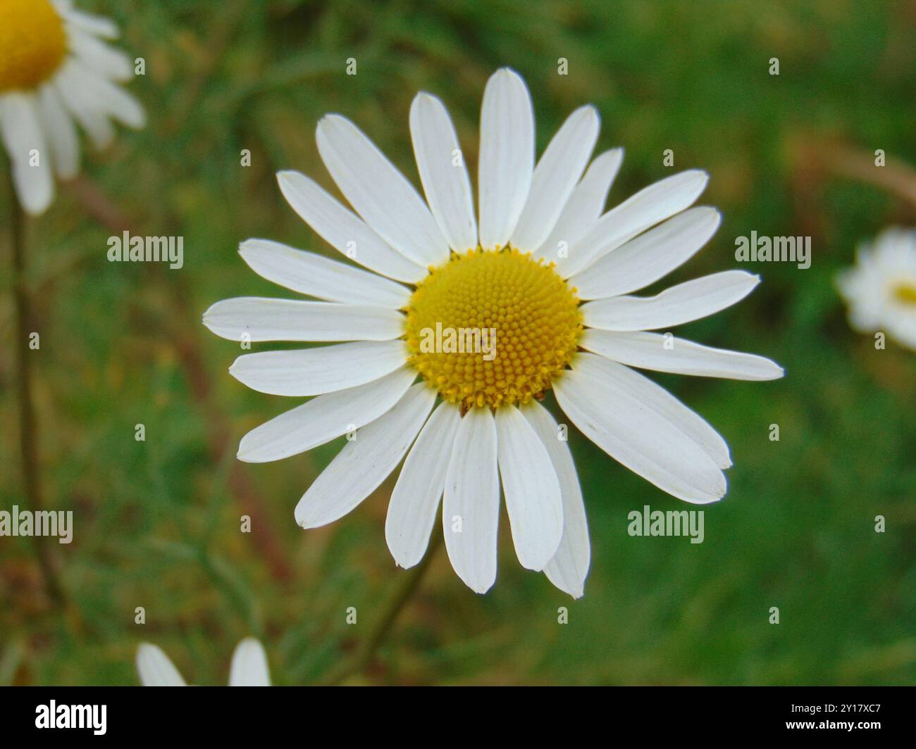 scentless mayweed (Tripleurospermum inodorum) Plantae Stock Photo - Alamy