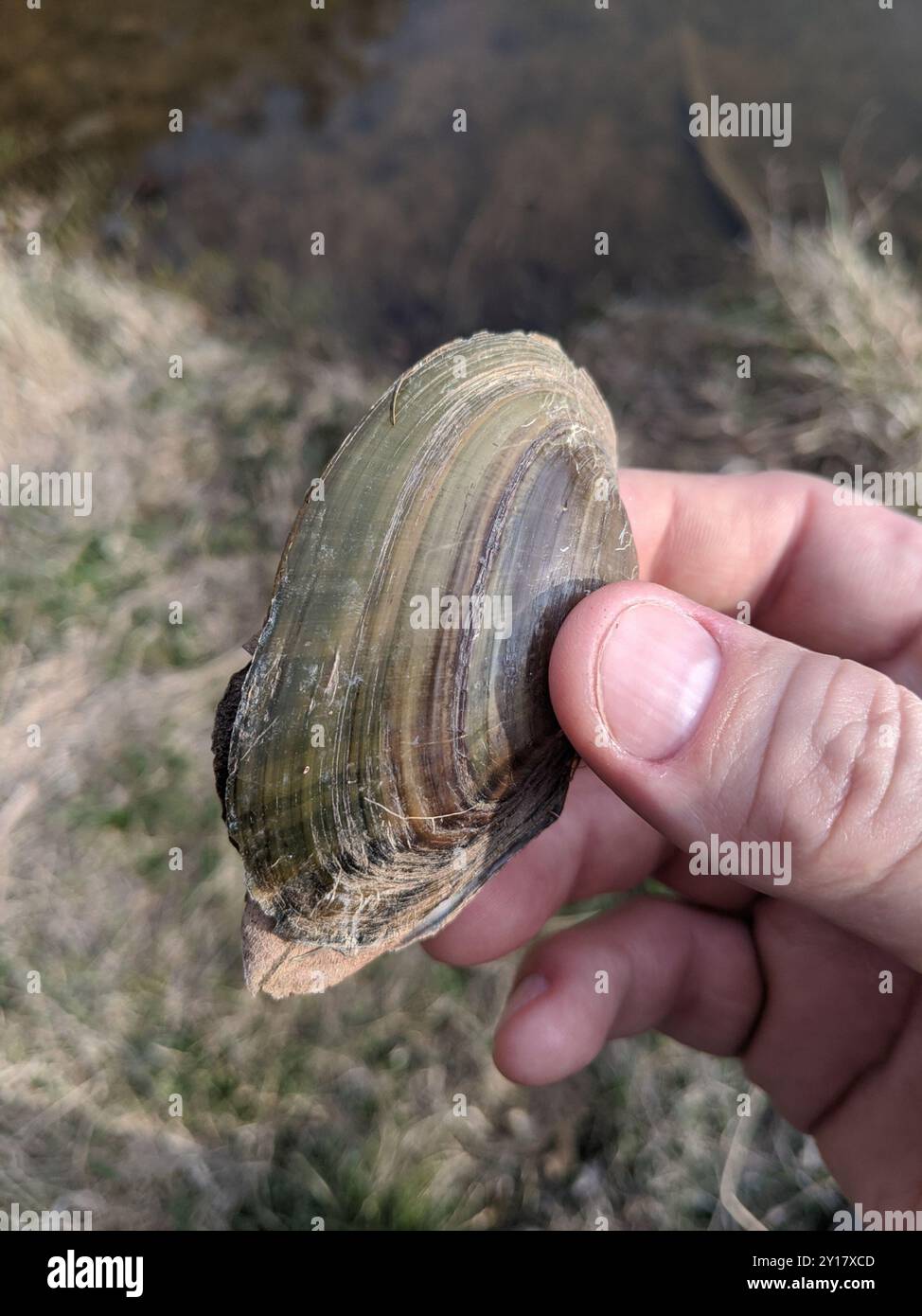 Floater Mussels (Pyganodon) Mollusca Stock Photo - Alamy