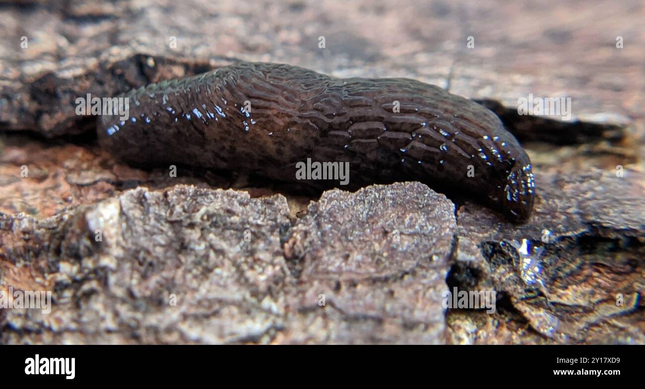 Smooth Land Slugs (Deroceras) Mollusca Stock Photo - Alamy