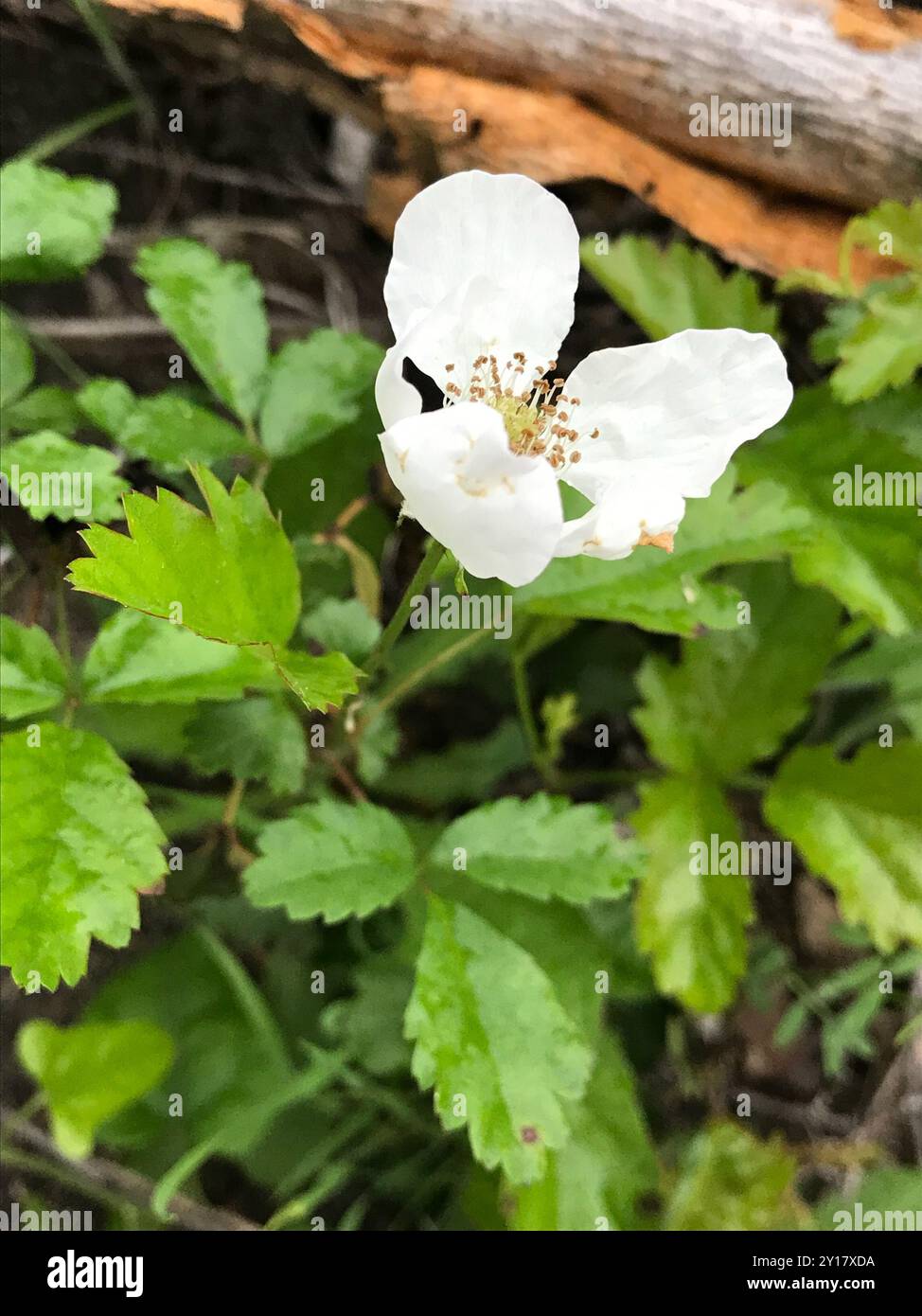 southern dewberry (Rubus trivialis) Plantae Stock Photo - Alamy
