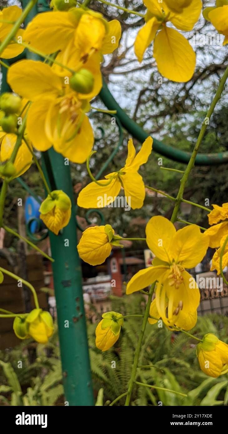 Golden shower tree (Cassia fistula) Plantae Stock Photo - Alamy