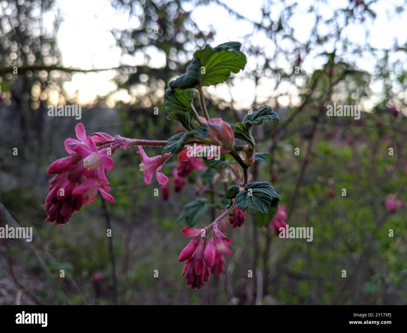 Red-flowering Currant (Ribes sanguineum) Plantae Stock Photo - Alamy