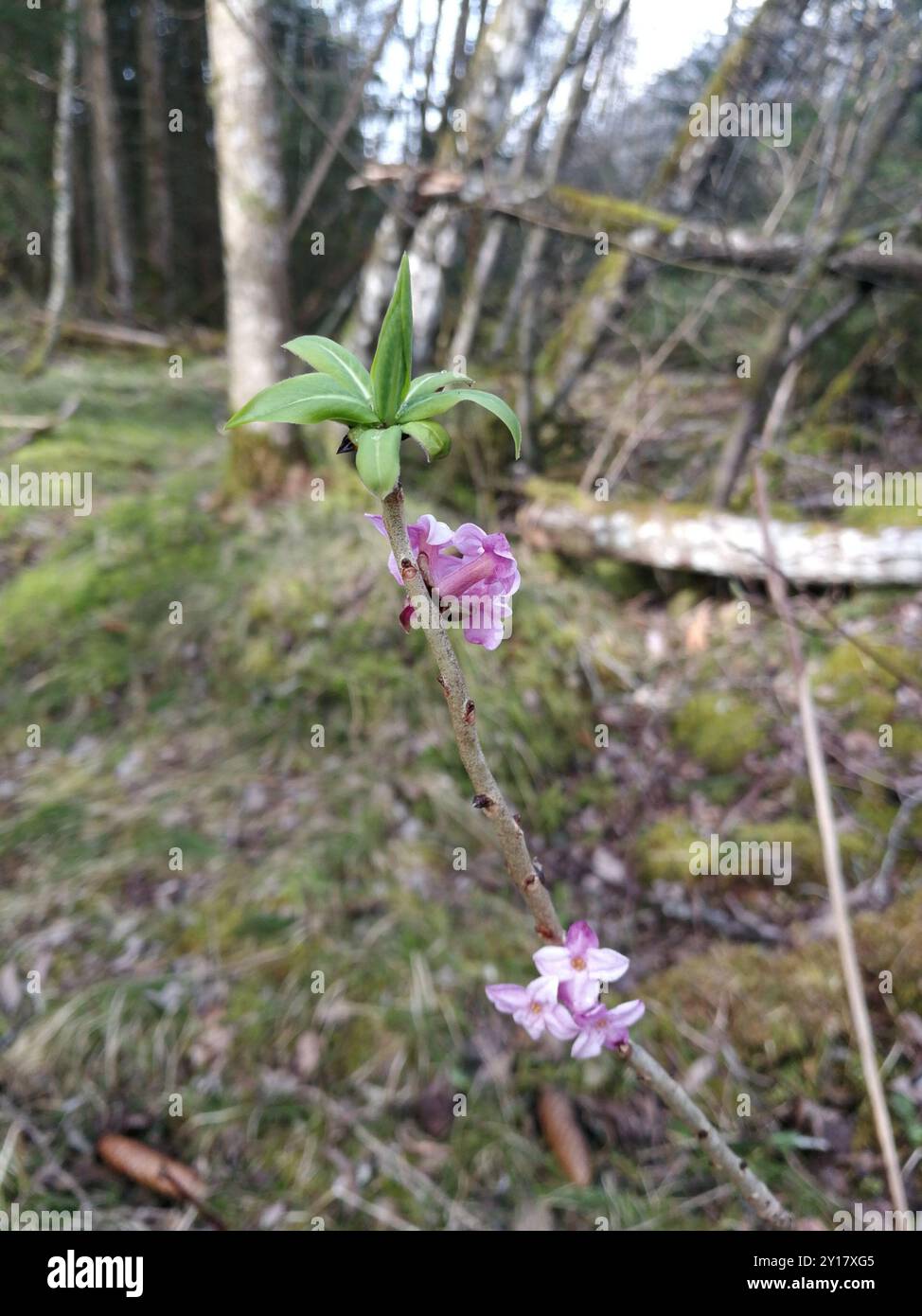 Mezereon (Daphne mezereum) Plantae Stock Photo - Alamy