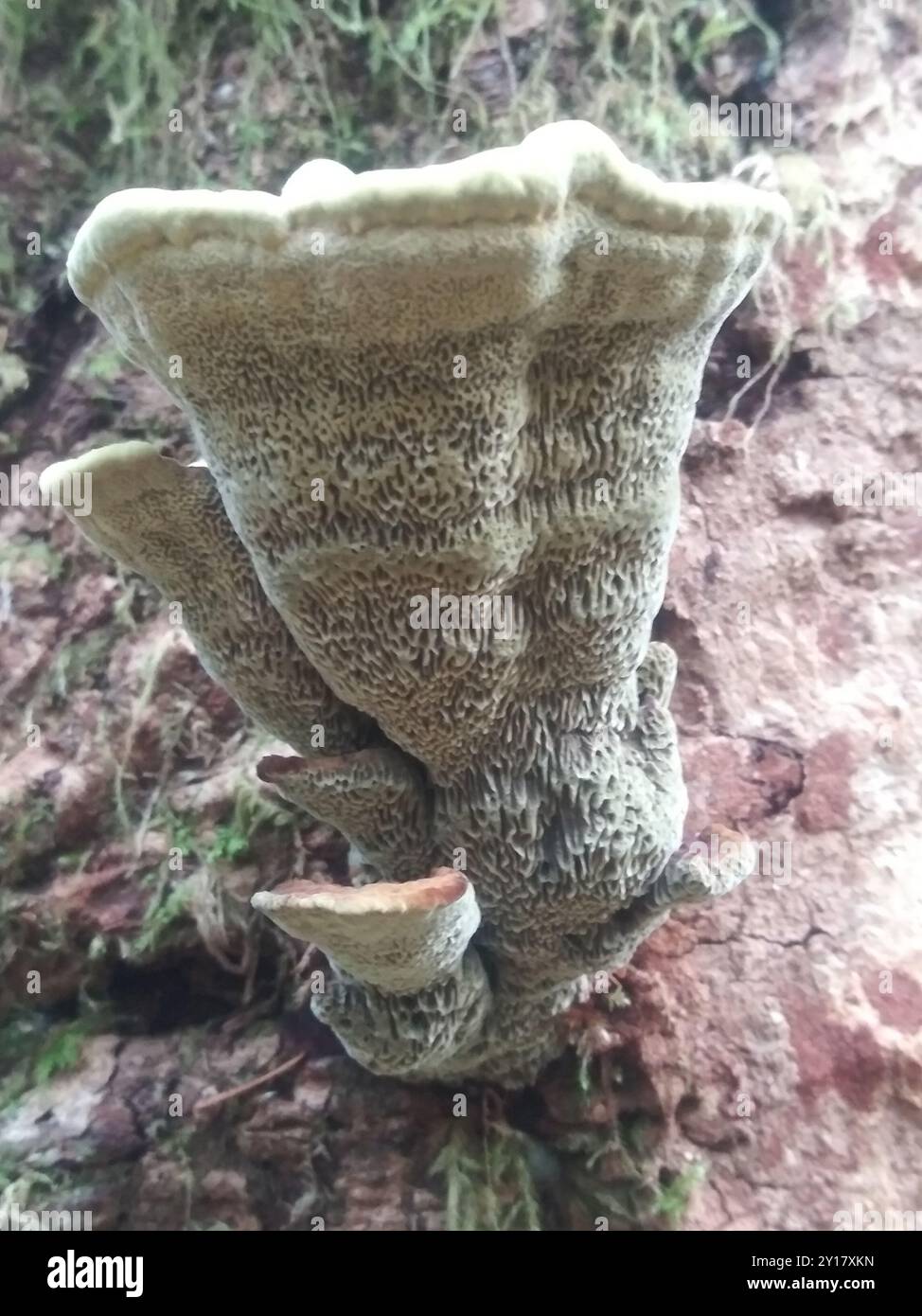 Dyer's Polypore (Phaeolus schweinitzii) Fungi Stock Photo - Alamy