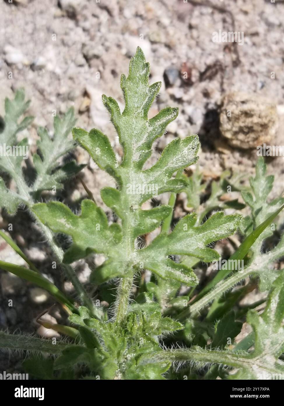 Flatspine Bursage (Ambrosia acanthicarpa) Plantae Stock Photo - Alamy