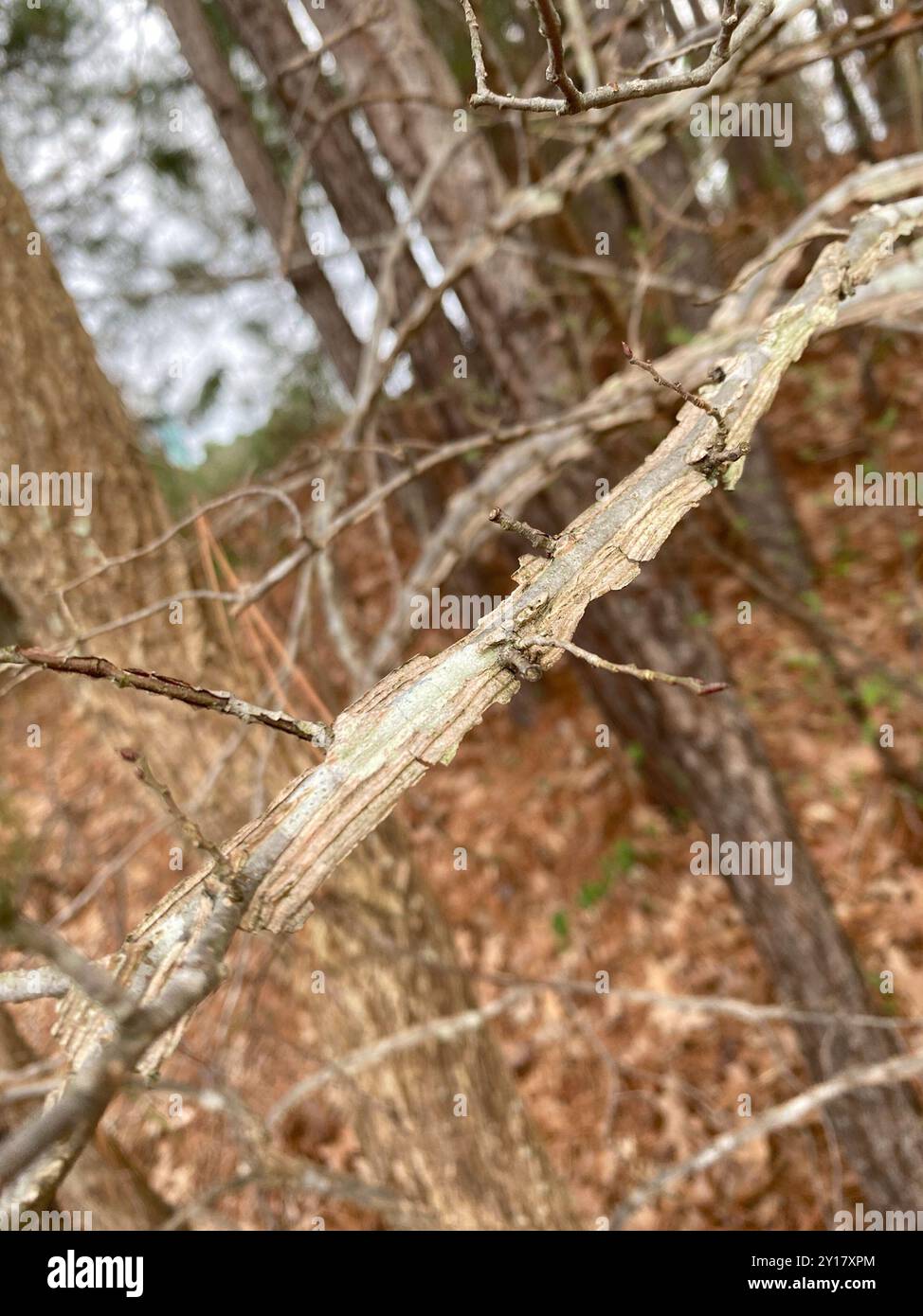 Winged Elm (Ulmus alata) Plantae Stock Photo - Alamy
