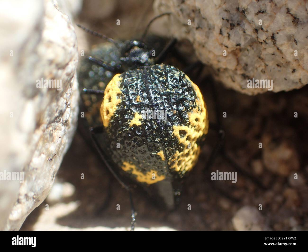 Inflated Beetle (Cysteodemus armatus) Insecta Stock Photo - Alamy