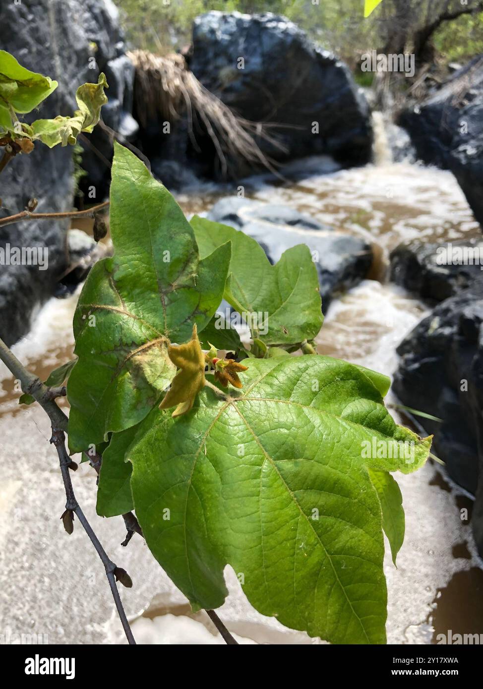 western sycamore (Platanus racemosa) Plantae Stock Photo - Alamy