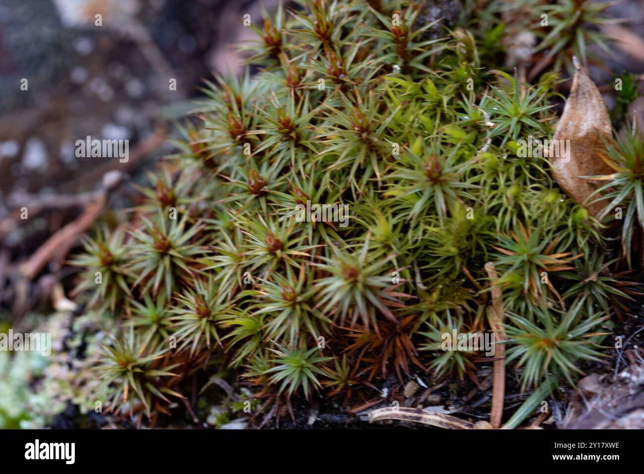 haircap mosses (Polytrichum) Plantae Stock Photo - Alamy