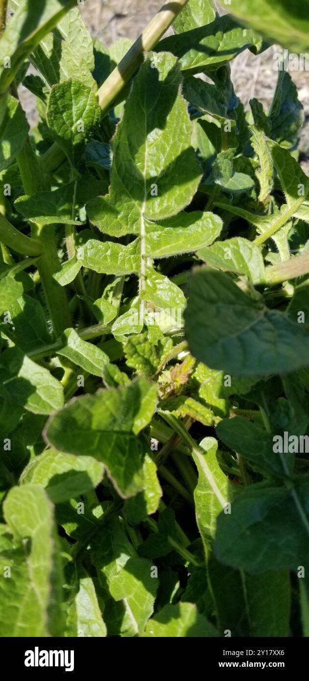annual bastard cabbage (Rapistrum rugosum) Plantae Stock Photo - Alamy