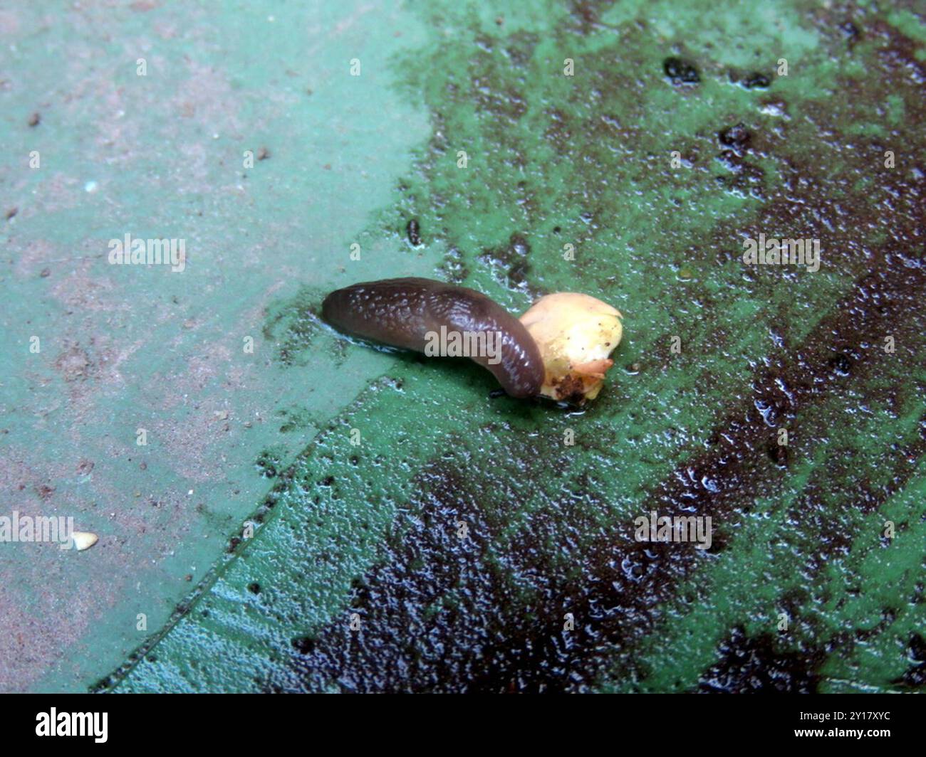 Smooth Land Slugs (Deroceras) Mollusca Stock Photo - Alamy
