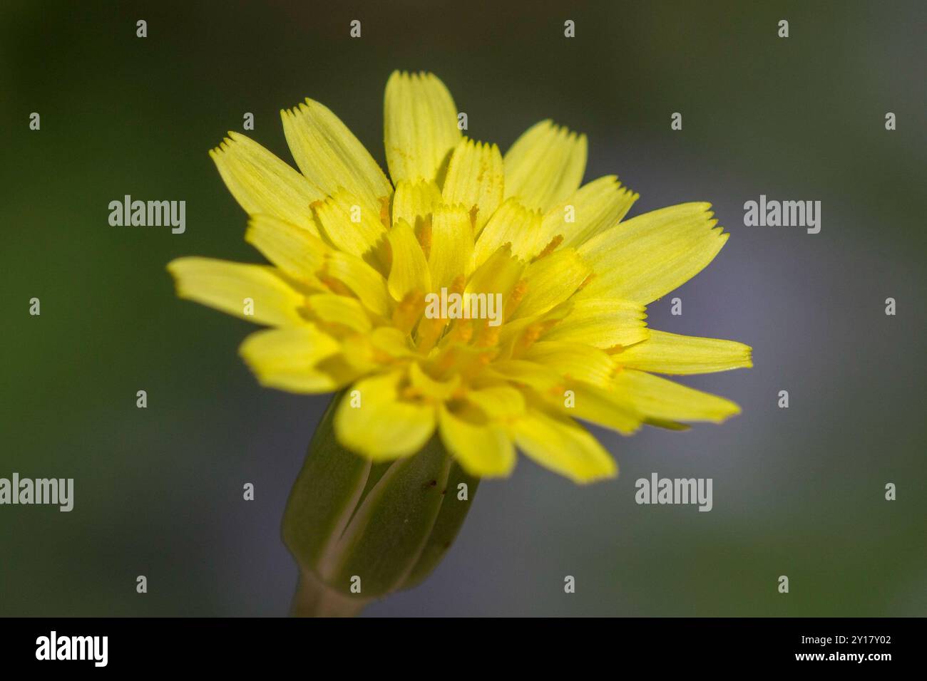 silverpuffs (Uropappus lindleyi) Plantae Stock Photo - Alamy