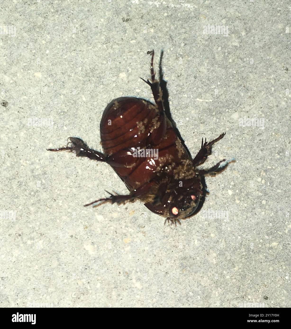 Mites and Ticks (Acari) Arachnida Stock Photo - Alamy