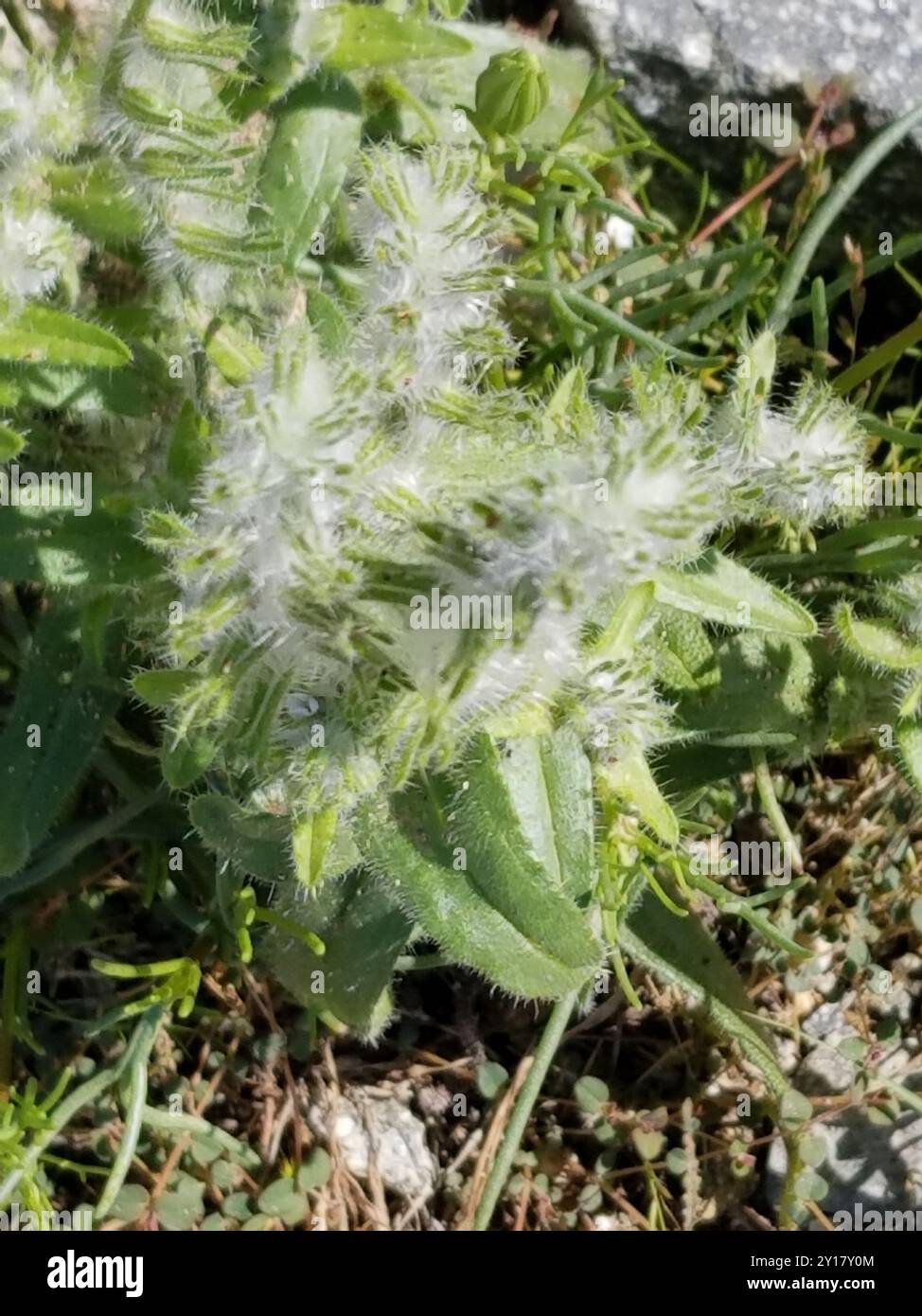 bearded cryptantha (Cryptantha barbigera) Plantae Stock Photo - Alamy