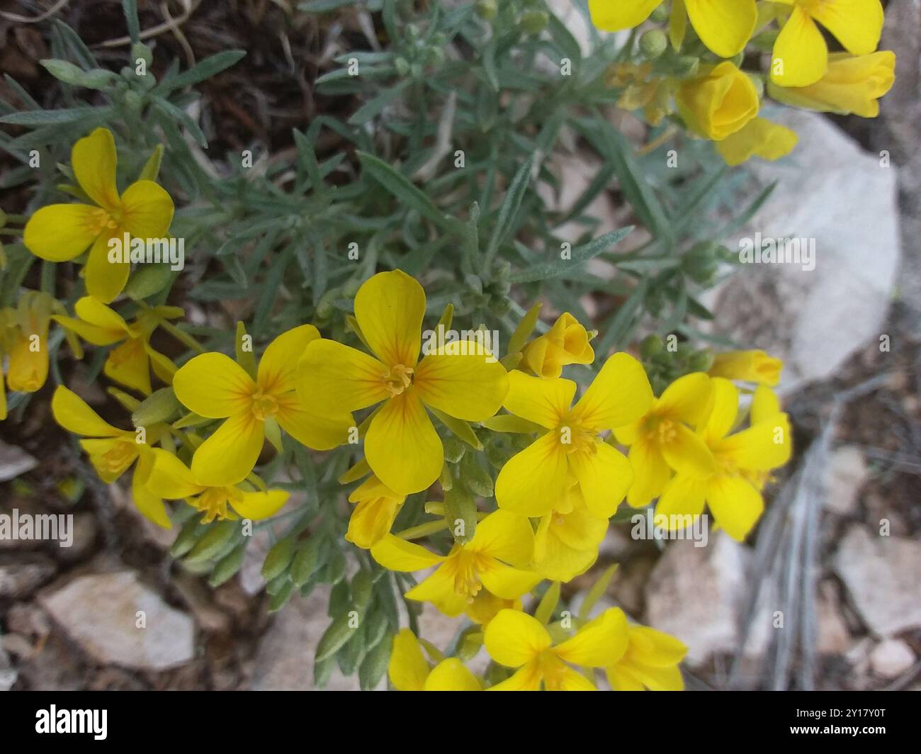 Fendler's bladderpod (Physaria fendleri) Plantae Stock Photo - Alamy