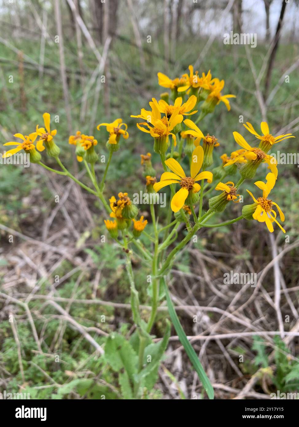 Texas ragwort (Senecio ampullaceus) Plantae Stock Photo - Alamy